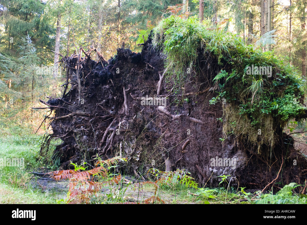 Roots of a fallen tree Stock Photo - Alamy