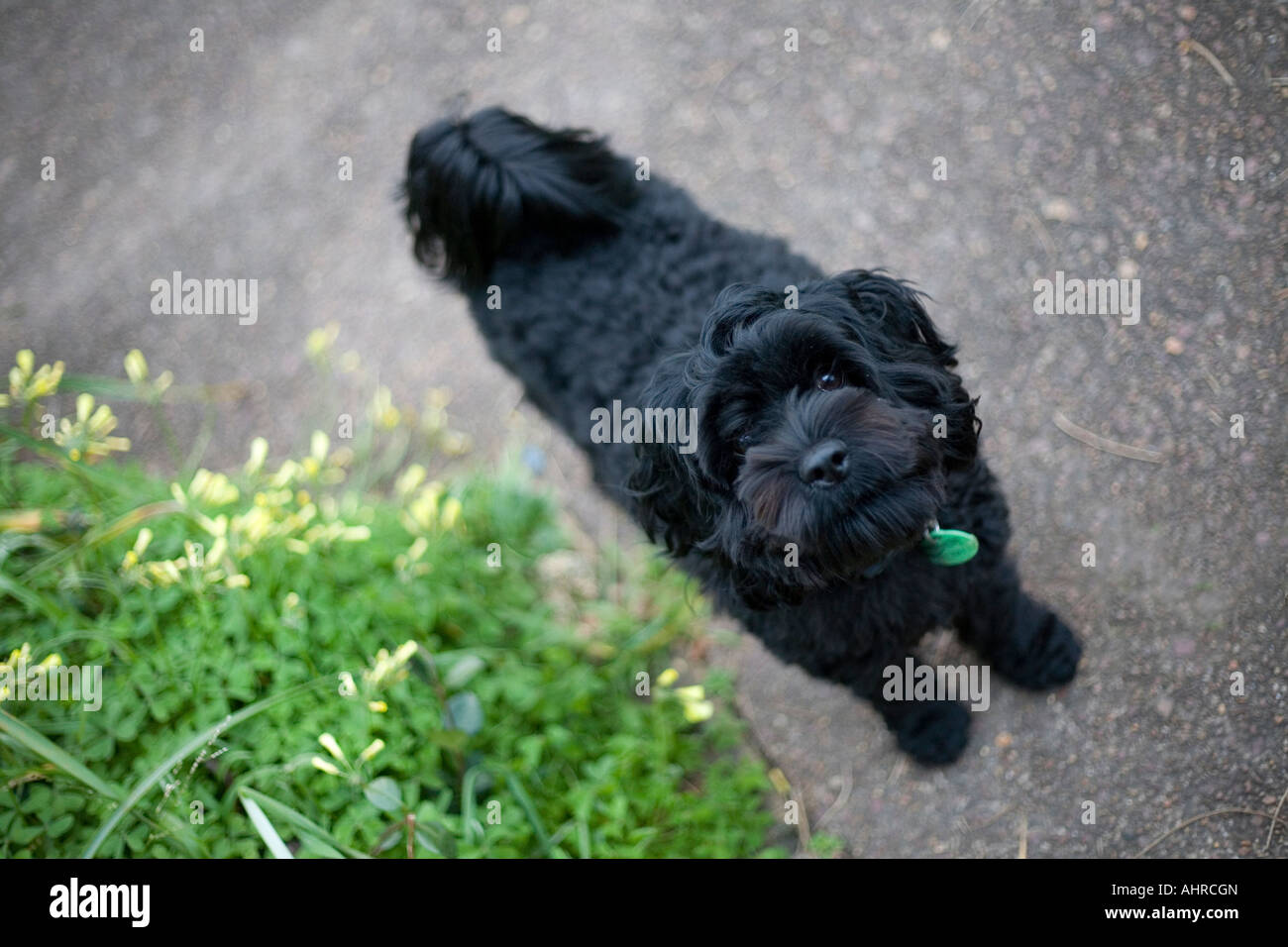 Hello Spadoodle Spaniel Poodle cross breed dog Stock Photo - Alamy