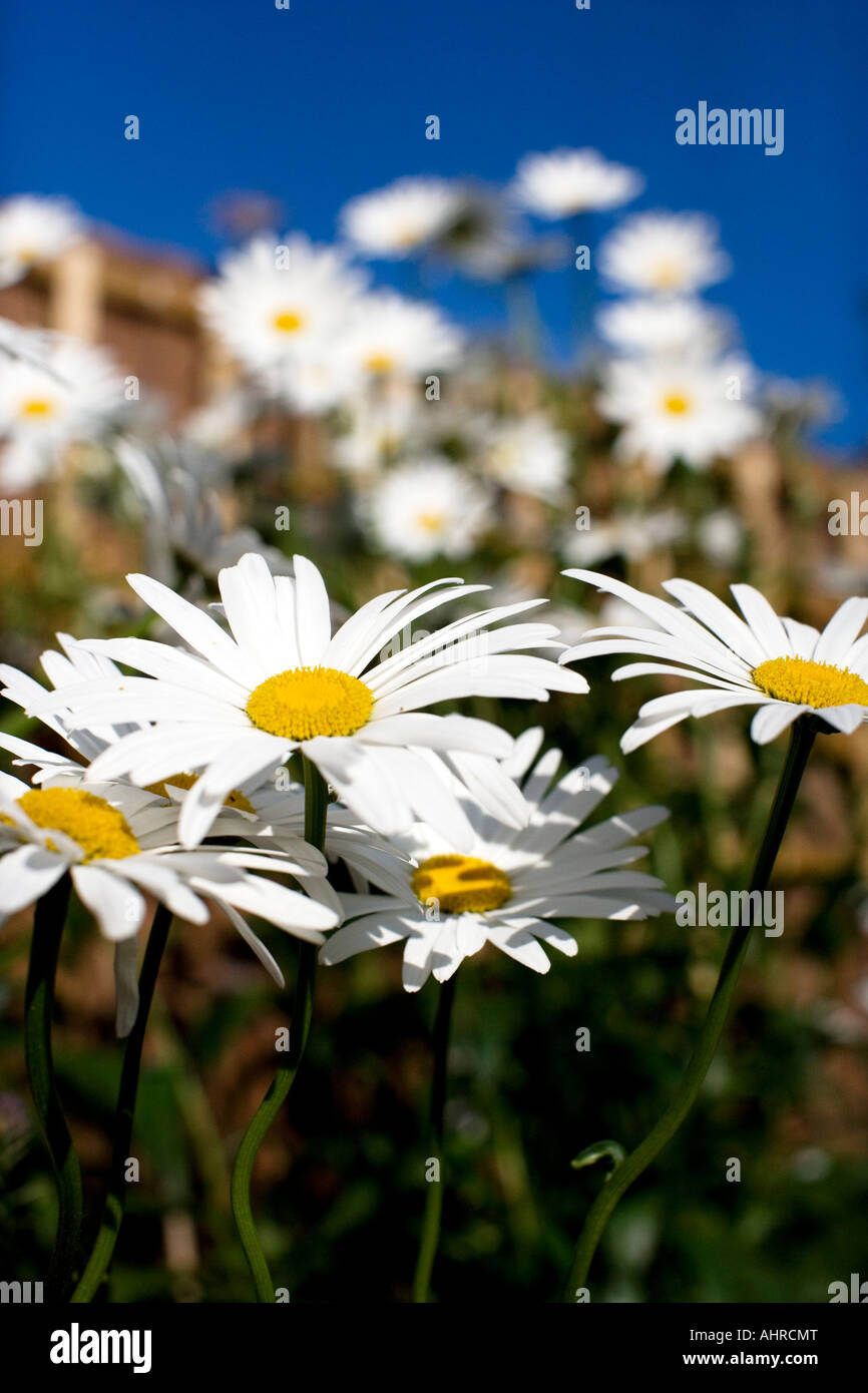 daisies in a garden Stock Photo - Alamy