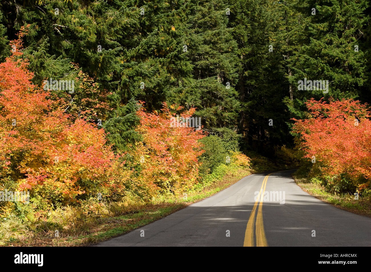 Fall Color On An Oregon Cascades Highway Stock Photo - Alamy