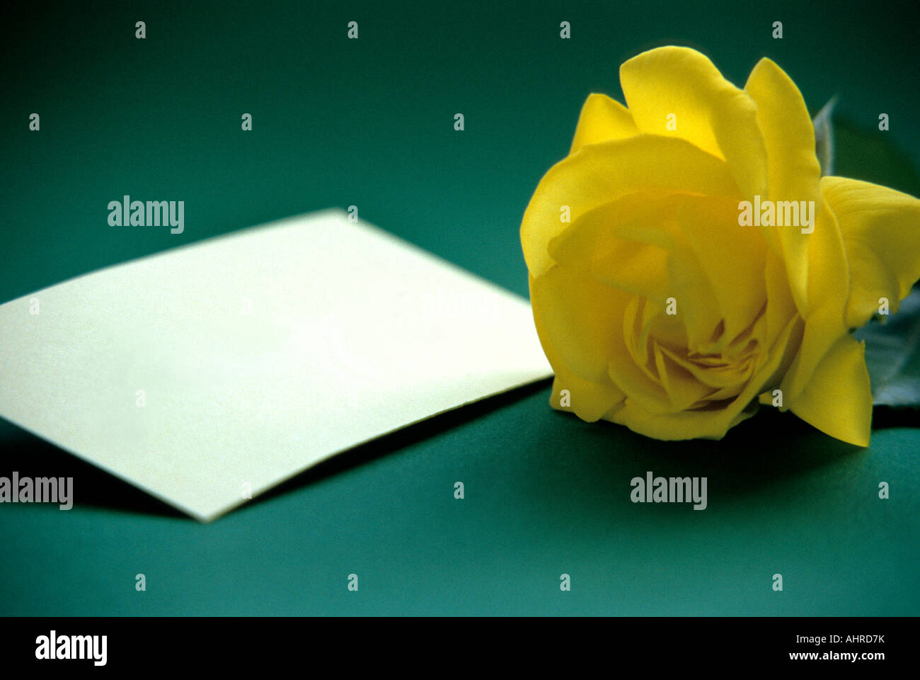 blank note and yellow rose against green background Stock Photo - Alamy