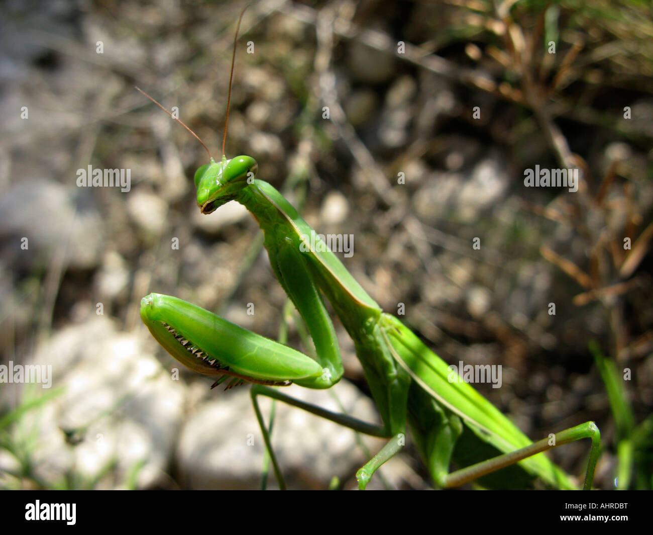 Praying mantis insect bug camouflage Stock Photo - Alamy