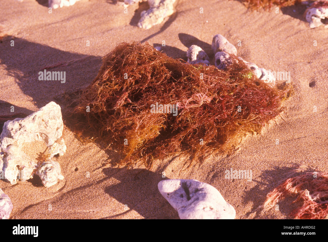 Grass and rocks at the ocean hi-res stock photography and images - Alamy