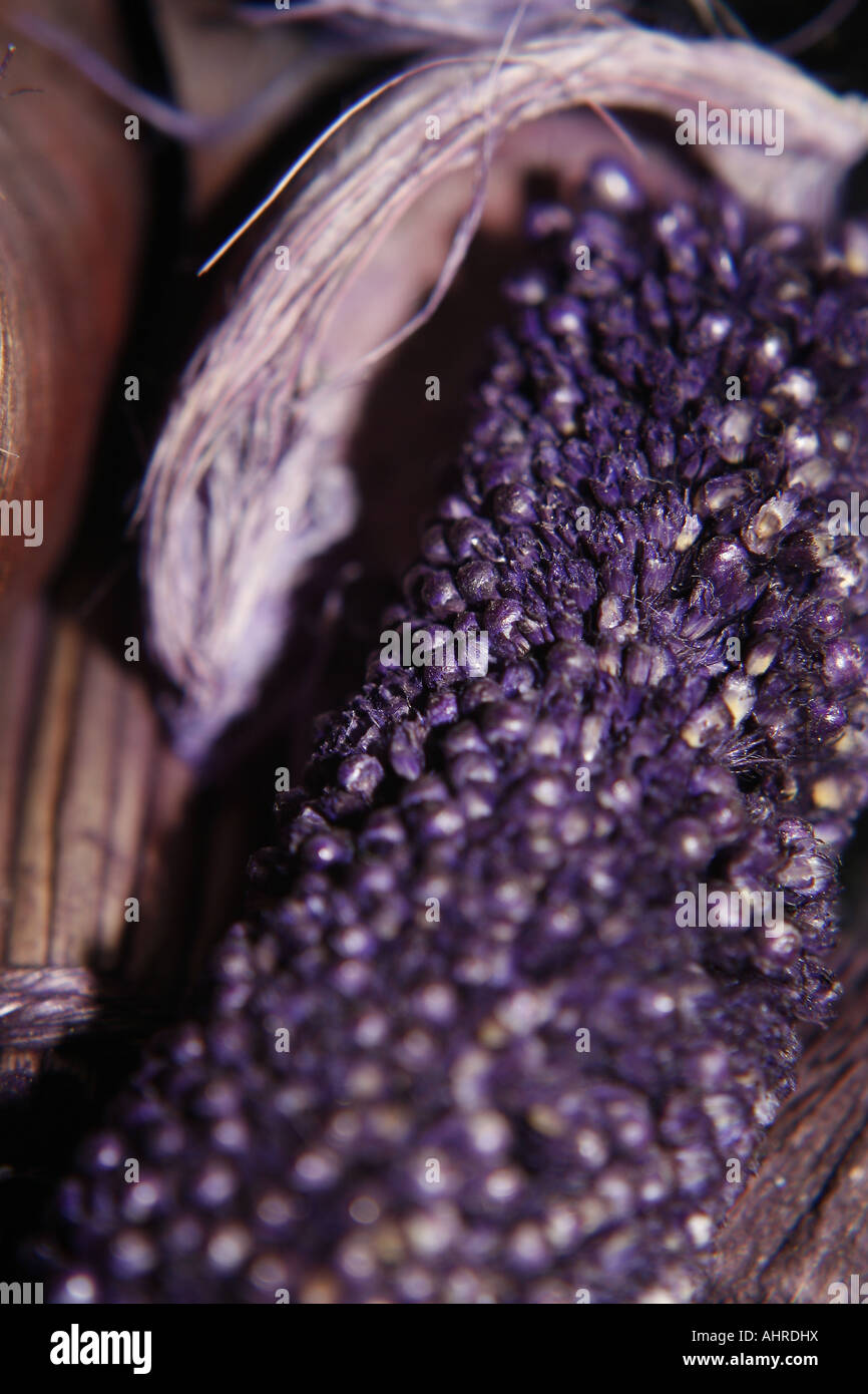 Pouri hi-res stock photography and images - Alamy