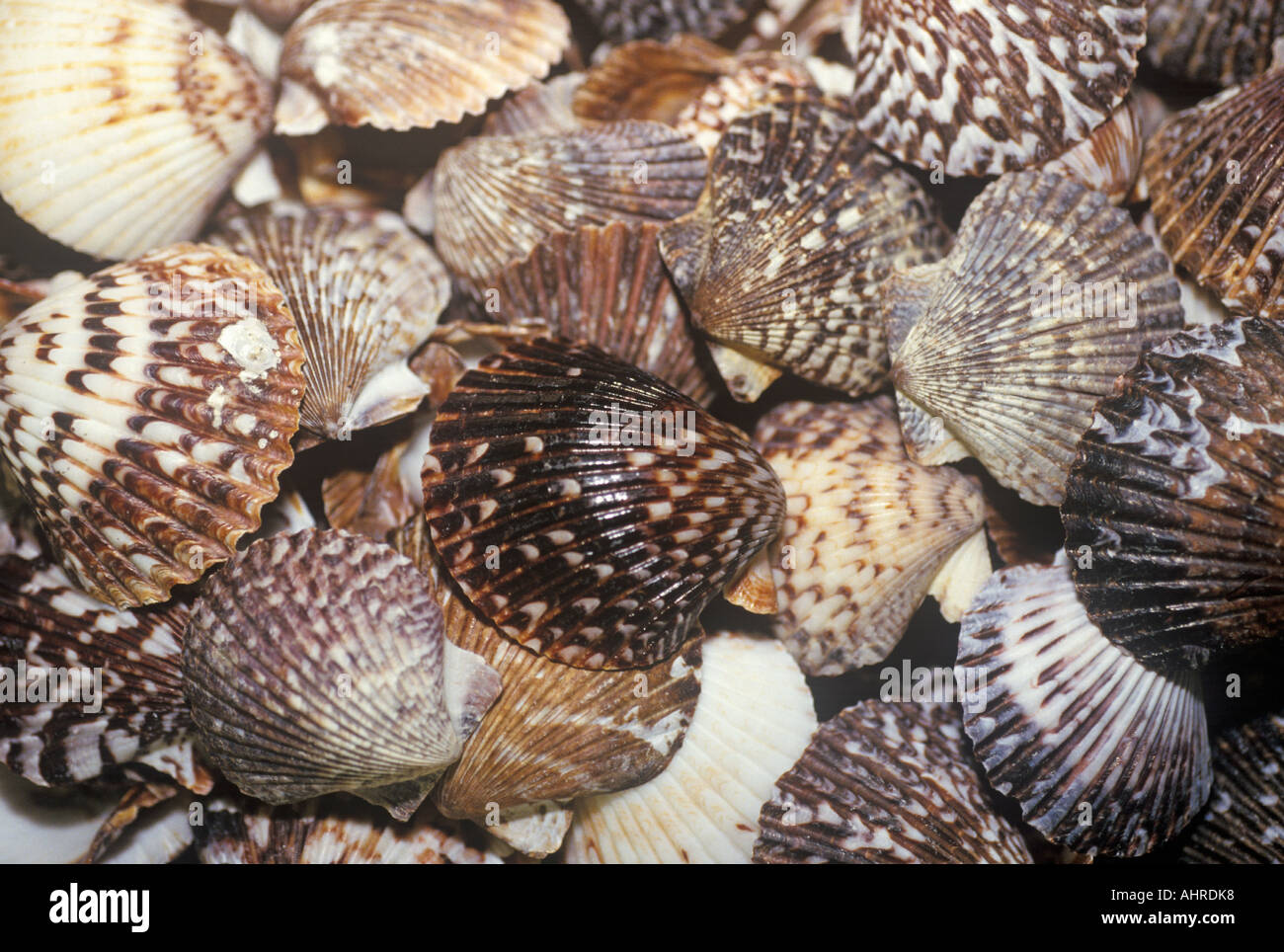 Pile of Sea Shells Ft Myers Florida Stock Photo - Alamy