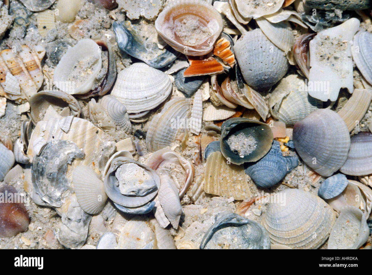 Pile of Sea Shells In The Sand California Stock Photo - Alamy