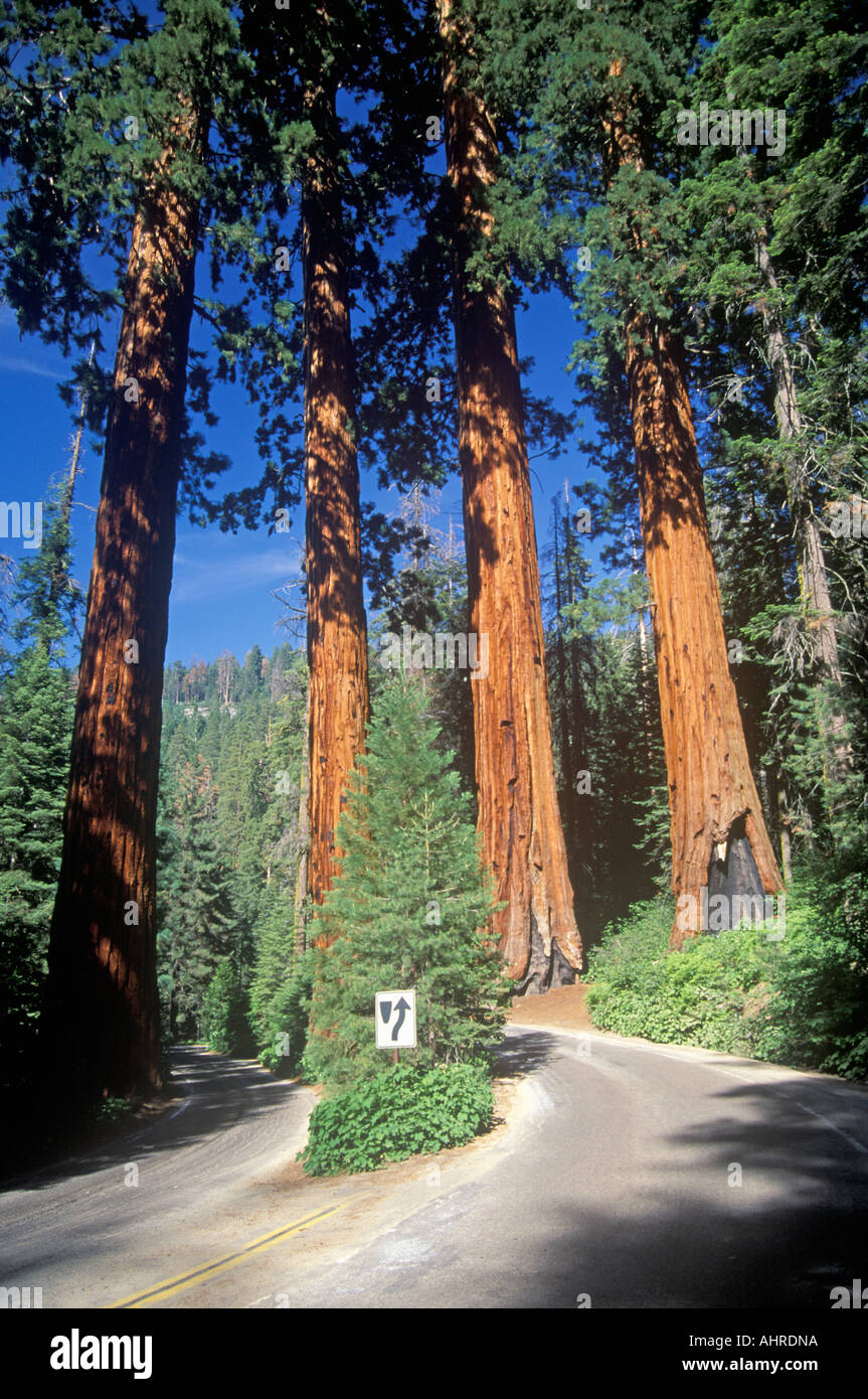 Giant Sequoia Trees Sequoia National Park California Stock Photo - Alamy