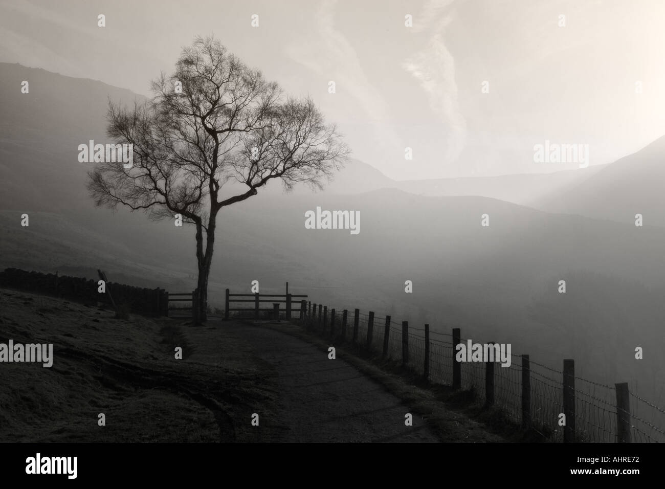 Tree and mist with dramatic light Stock Photo - Alamy