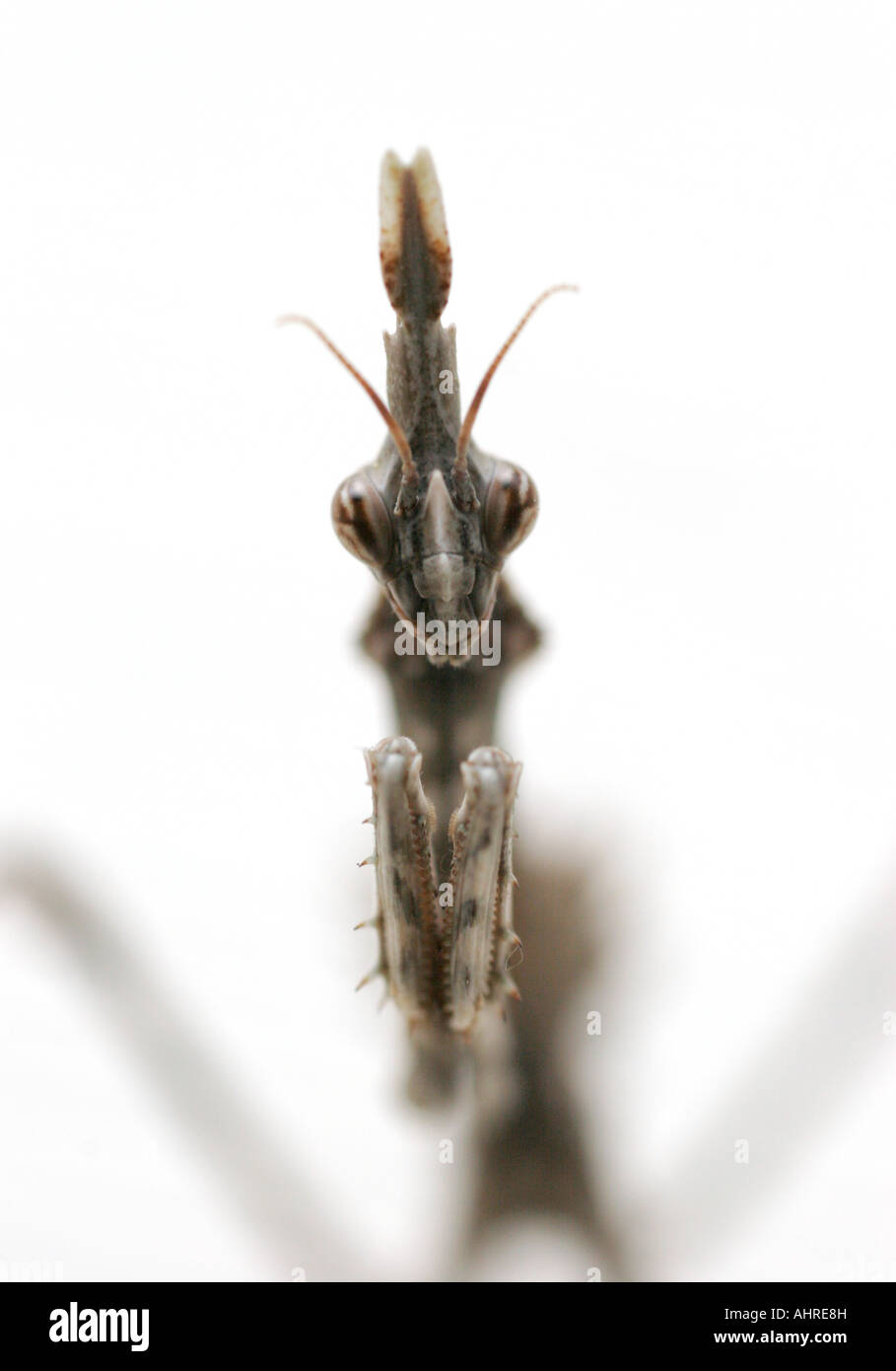 Praying mantis mantodea order hi-res stock photography and images - Alamy
