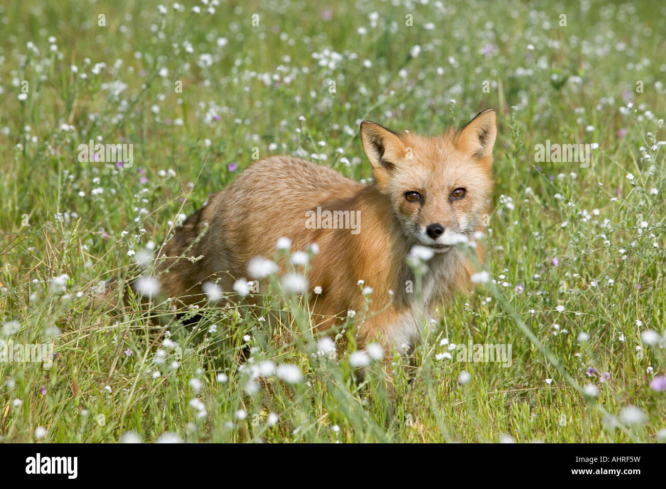 a red fox in a field of flowers Stock Photo - Alamy