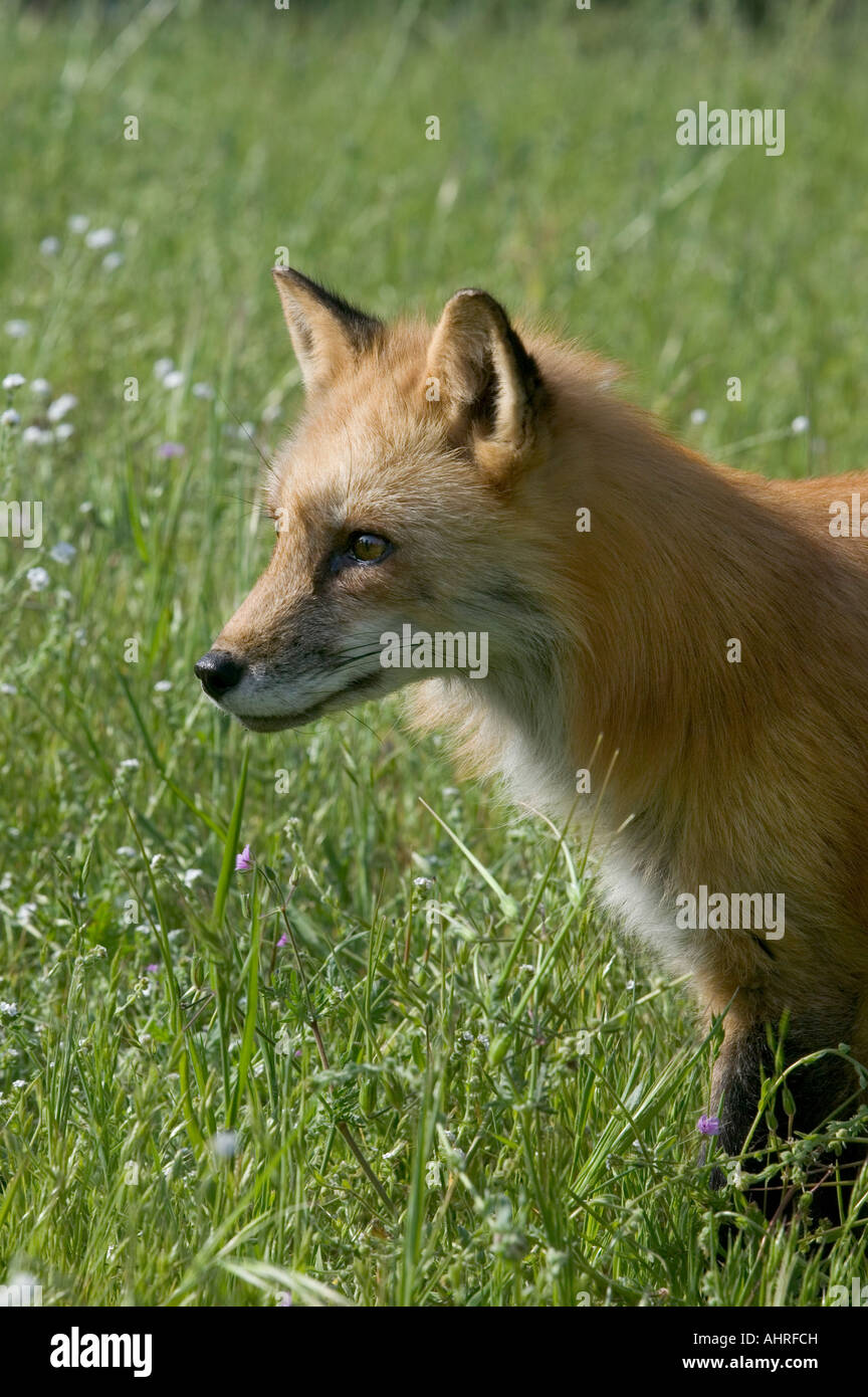 a red fox in a field of flowers Stock Photo - Alamy