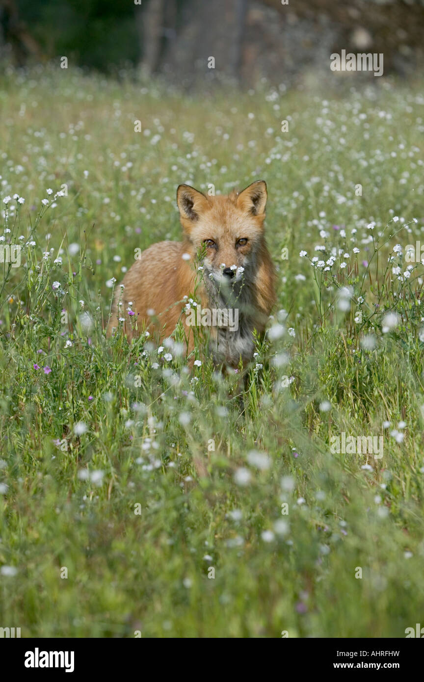 a red fox in a field of flowers Stock Photo - Alamy