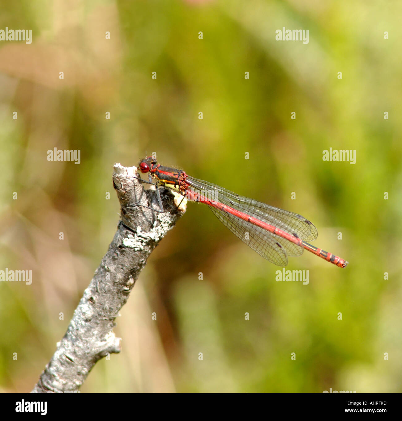 Common damsel fly hi-res stock photography and images - Alamy