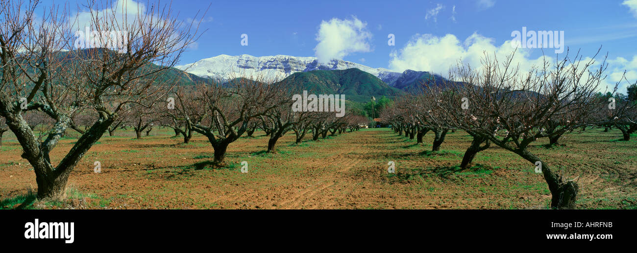Pecan Trees Ojai California Stock Photo - Alamy