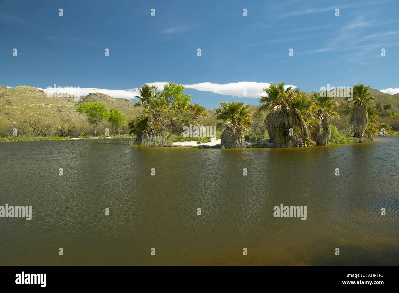 Natural springs and palm trees a natural oasis in Agua Canyon in Tucson ...