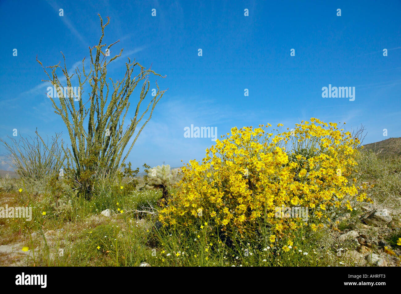 Ocotillo blossoms in springtime desert in Coyote Canyon Anza Borrego ...