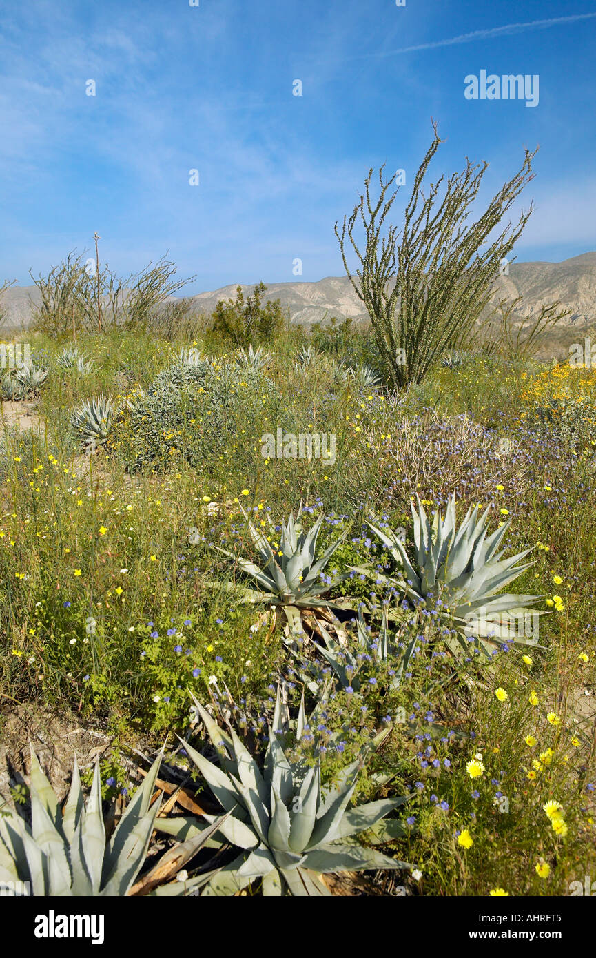Ocotillo blossoms in springtime desert in Coyote Canyon Anza Borrego ...