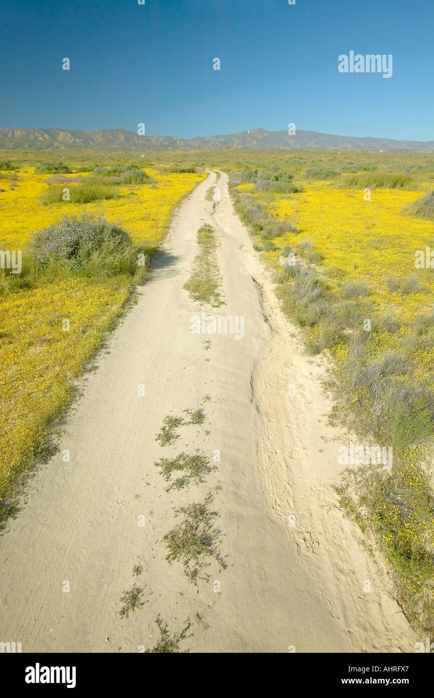 A remote dirt road through the bright spring yellow flowers and desert ...