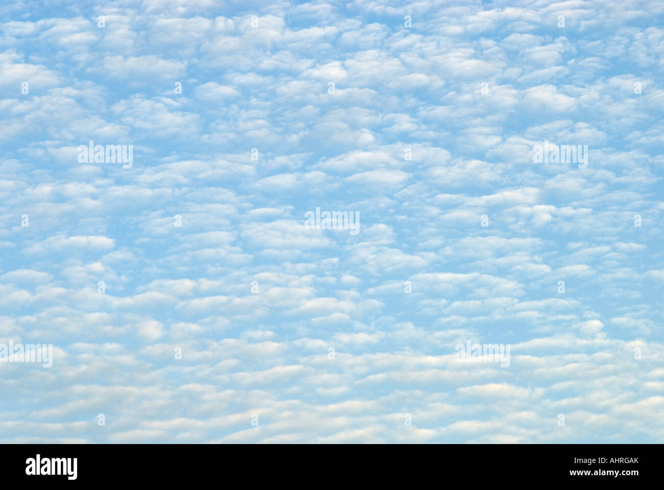 Sky Filled with Cirrocumulus Clouds aka Mackeral Sky Stock Photo - Alamy