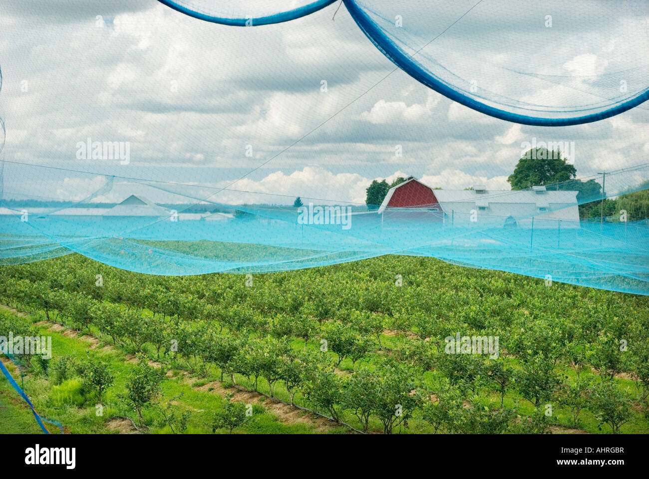Netting Over Blueberry Field Stock Photo - Alamy