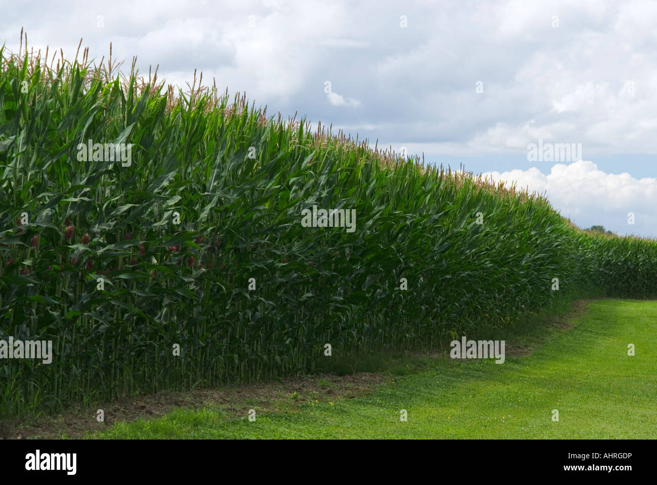 Corn field and sky Stock Photo - Alamy