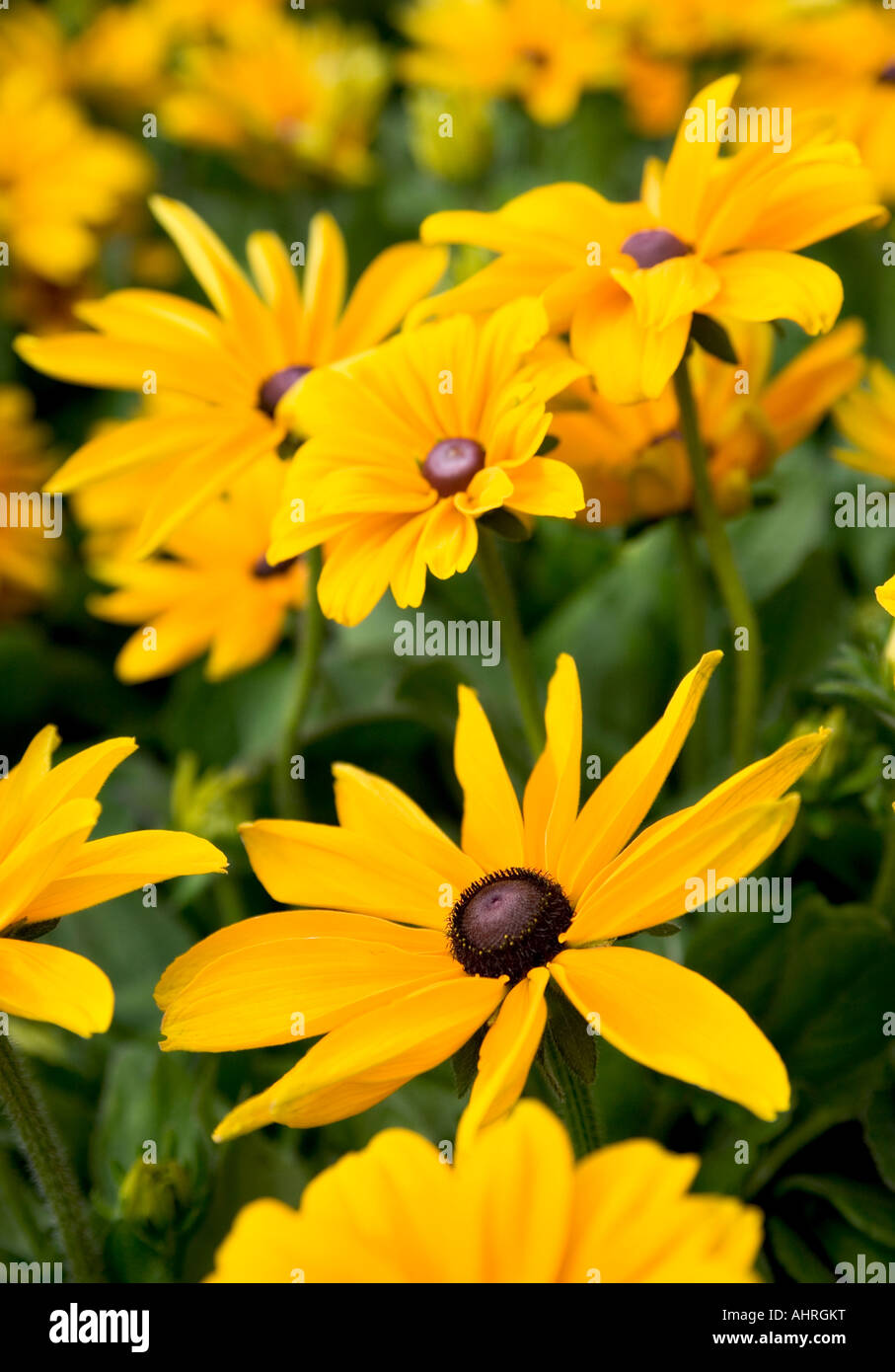 field of yellow daisies Stock Photo - Alamy