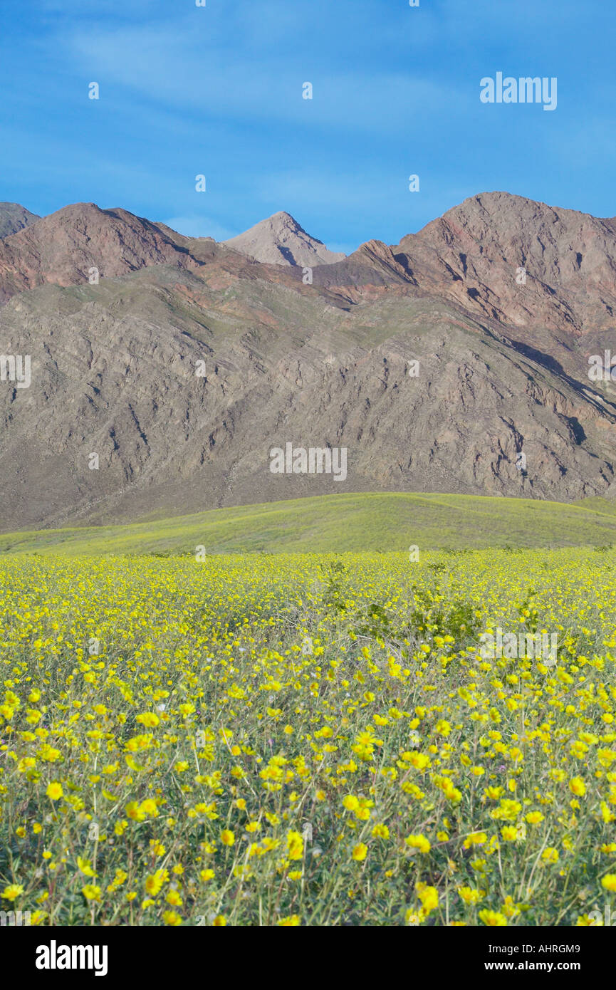 Mountain view and spectacular desert gold and various spring flowers ...