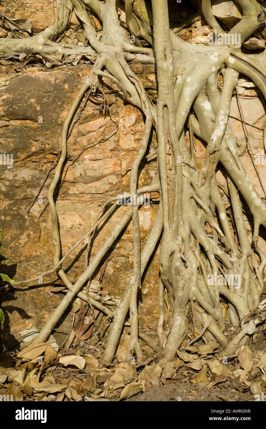 Roots climbing a rock wall Stock Photo - Alamy