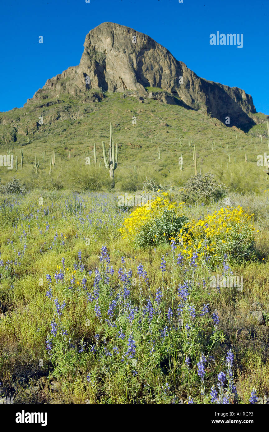 Yellow and purple desert flowers blossoming in spring at Picacho Peak ...