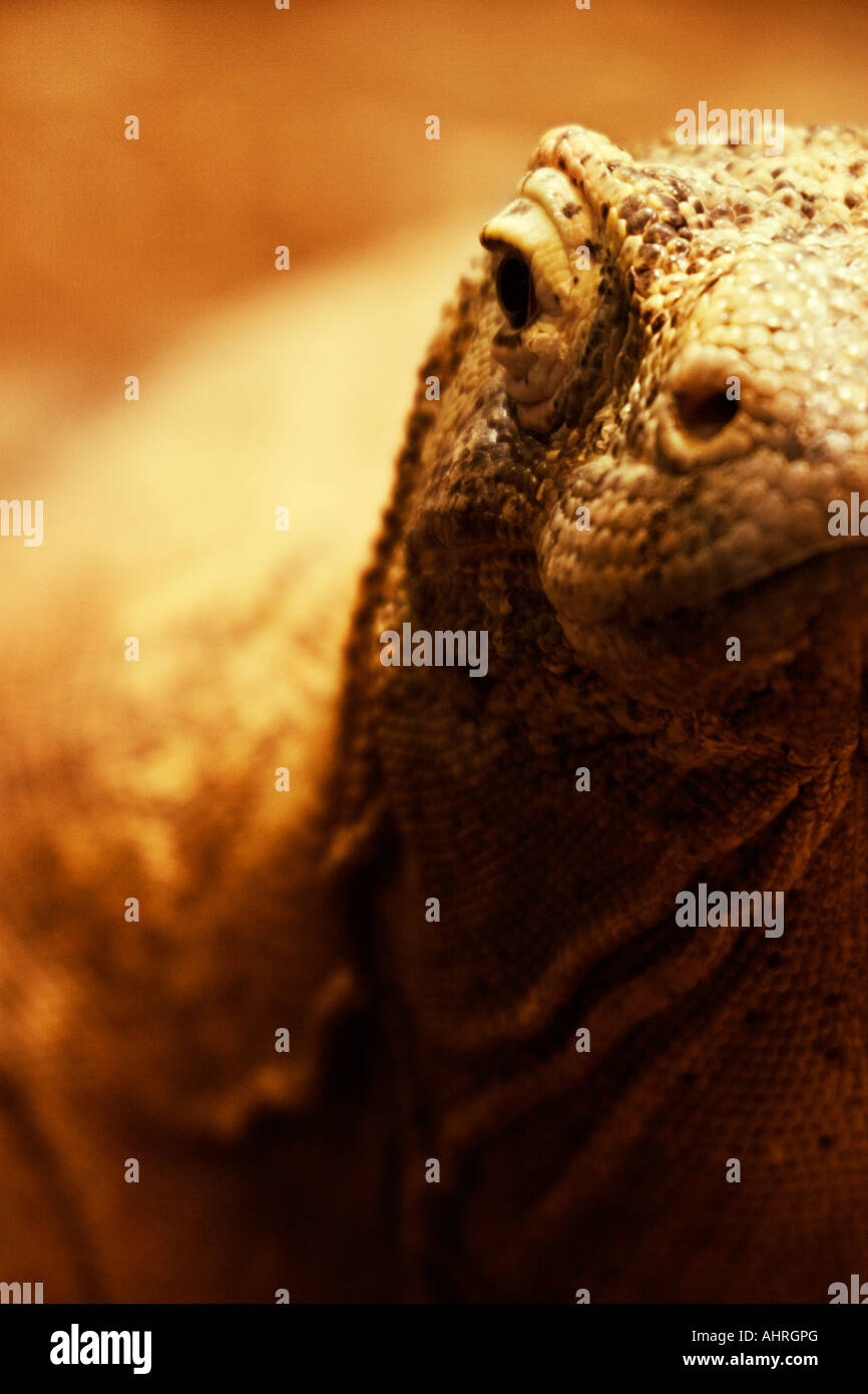 Close up of a Kimodo dragon Stock Photo - Alamy