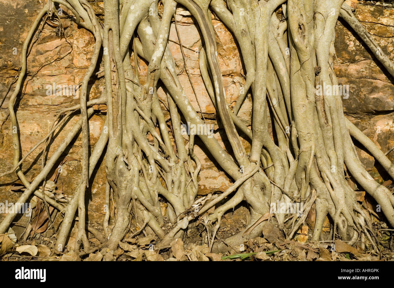 Roots climbing rock wall hi-res stock photography and images - Alamy