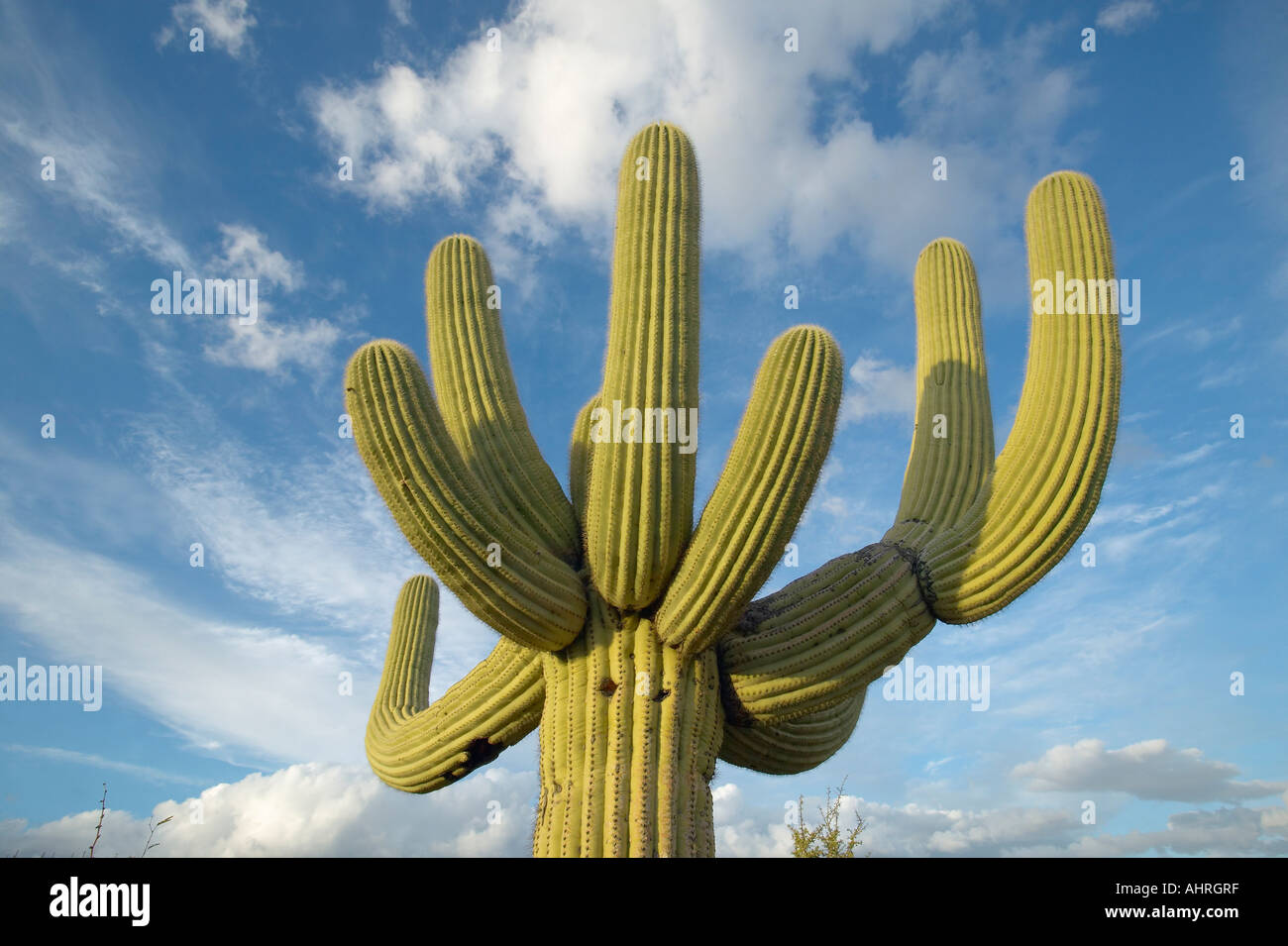 Large saguaro cactus and white puffy clouds in spring in Saguaro ...