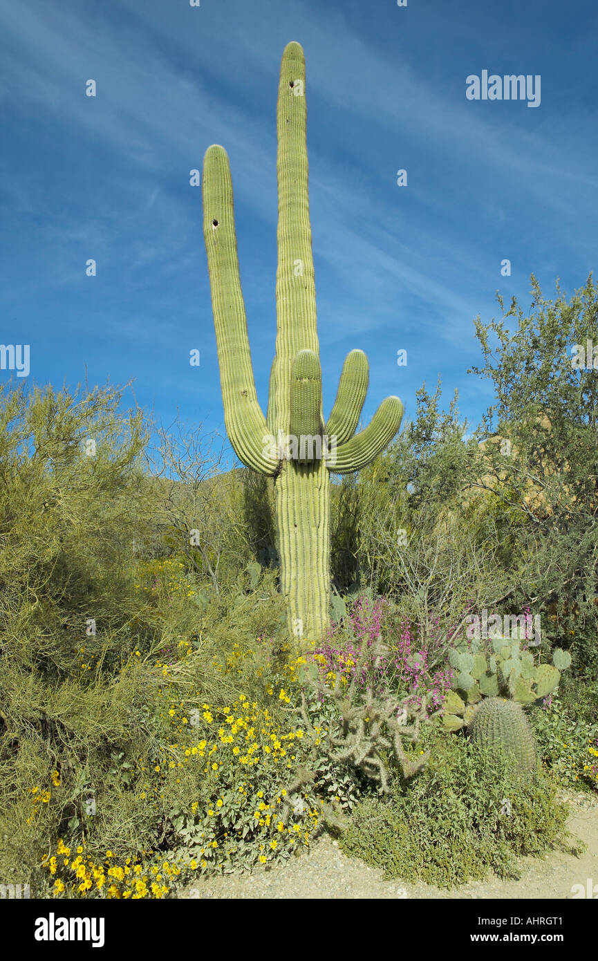 Large saguaro cactus in spring in Saguaro National Park West Tucson AZ ...