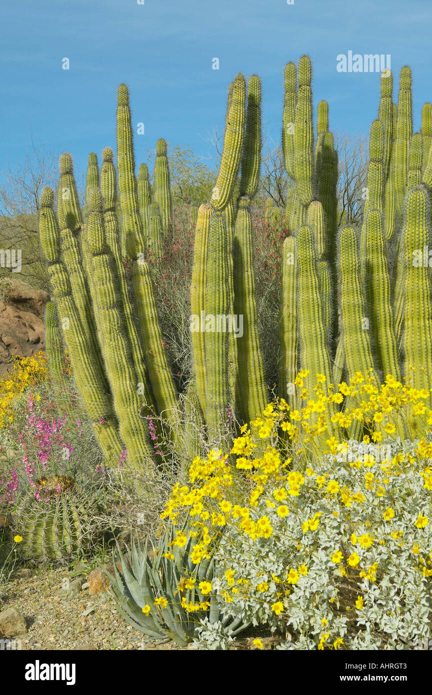Large saguaro cactus and yellow flowers in Saguaro National Park West ...