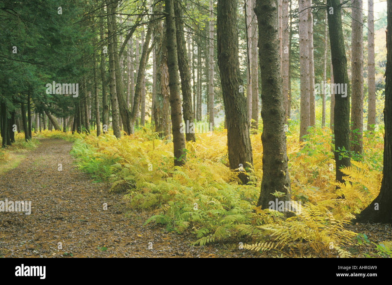 Photography in new forest hi-res stock photography and images - Alamy