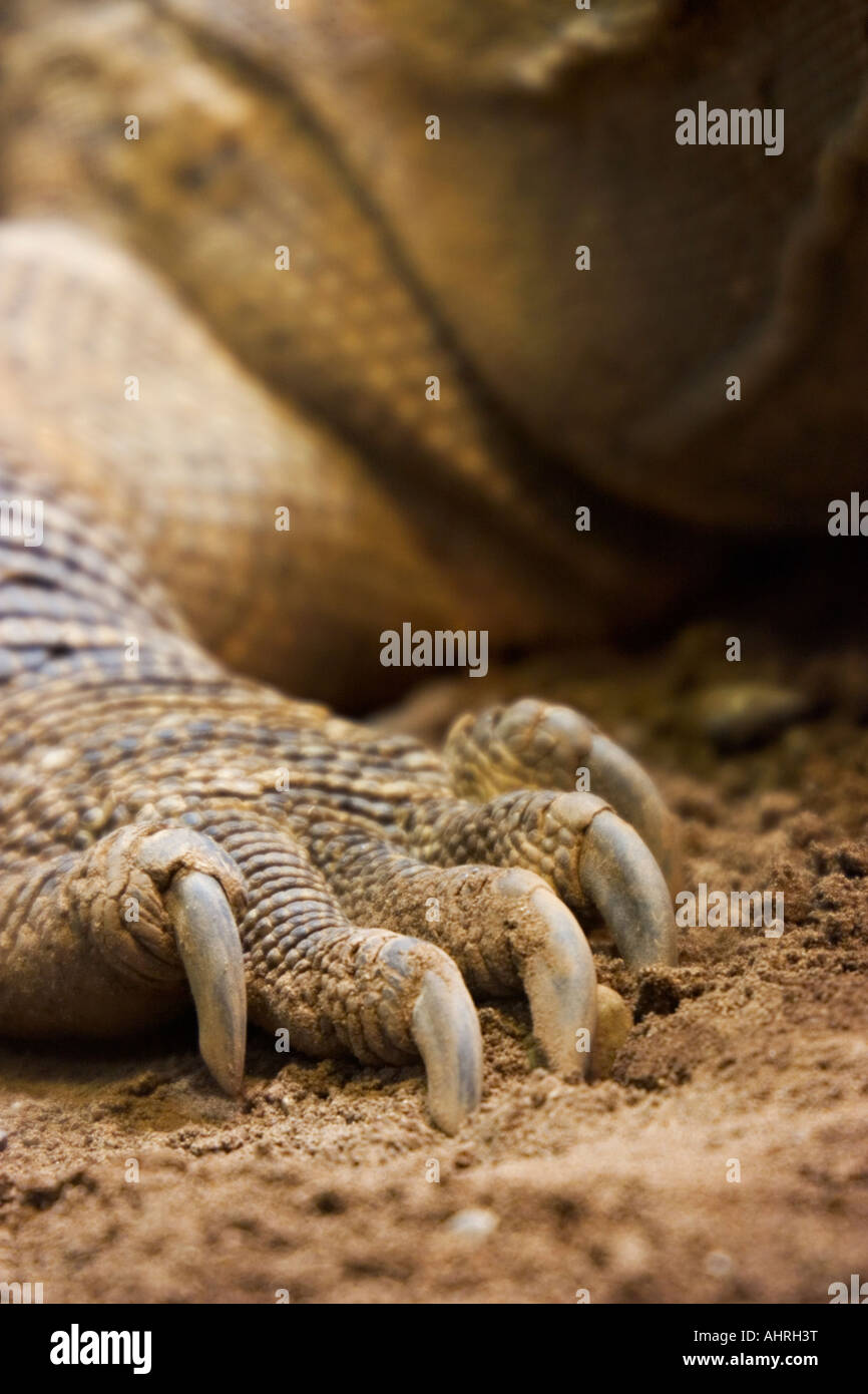 front claws of a Komodo Dragon Stock Photo - Alamy