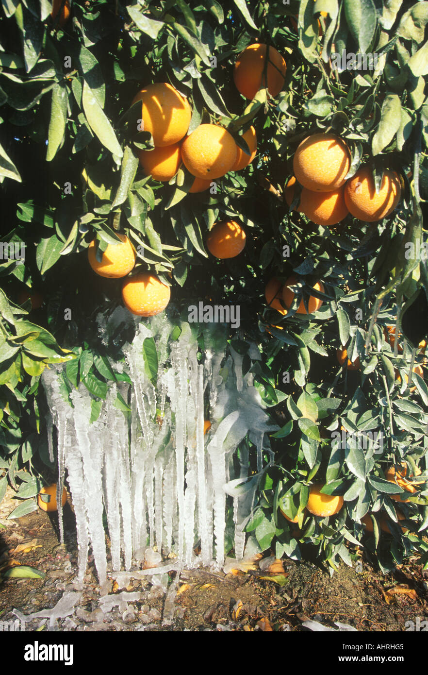 Ice orange tree hi-res stock photography and images - Alamy