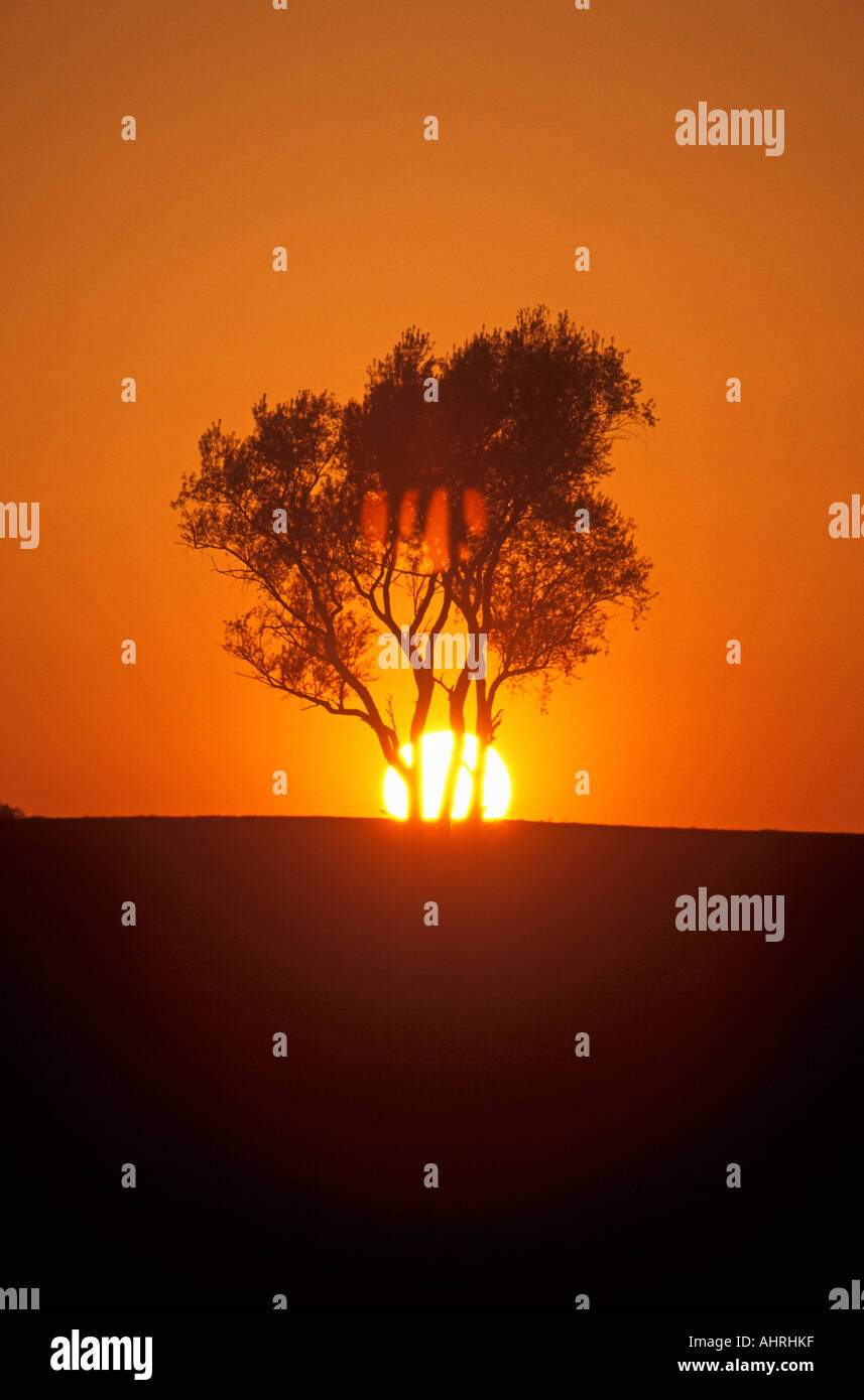 Tree and setting sun hi-res stock photography and images - Alamy