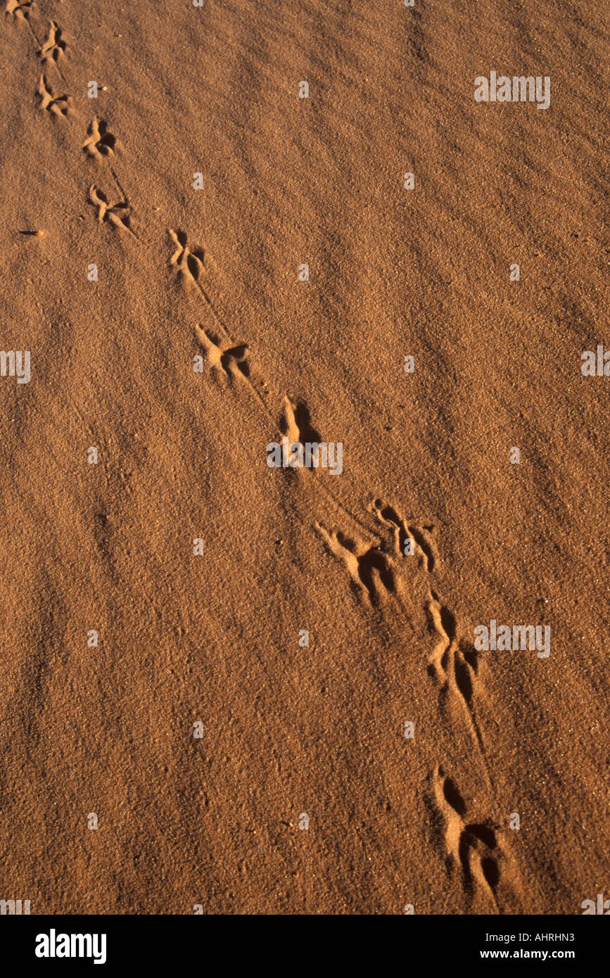 Animal Tracks in Sand Coral Pink Sand Dunes State Park Utah Stock Photo ...