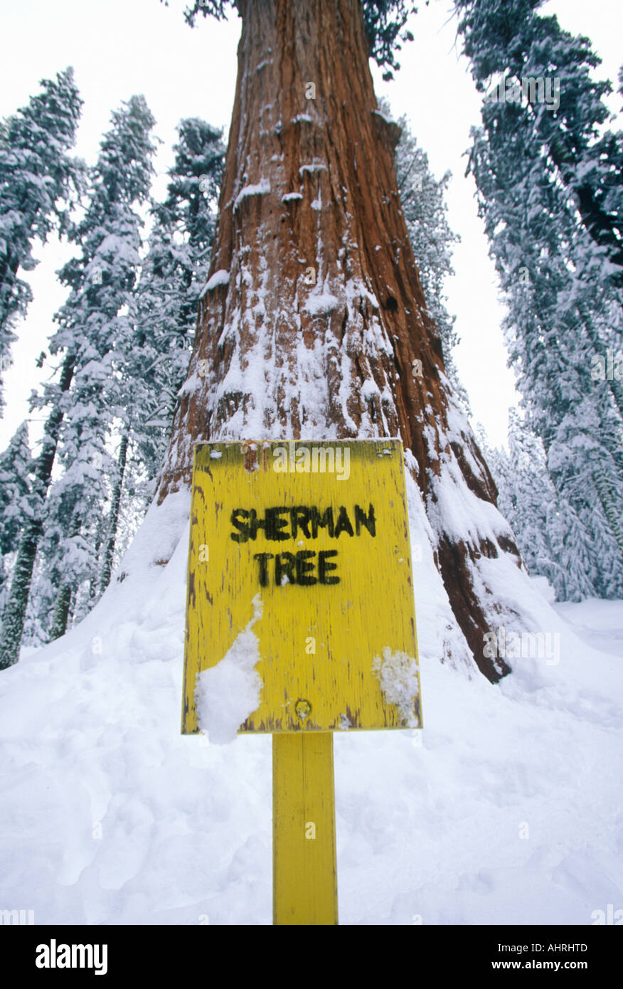 General sherman tree in winter hi-res stock photography and images - Alamy