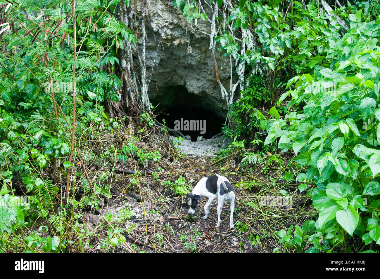 Entrance to Thousand Man Cave Japanese WWII War Relic Ruins Peleliu ...