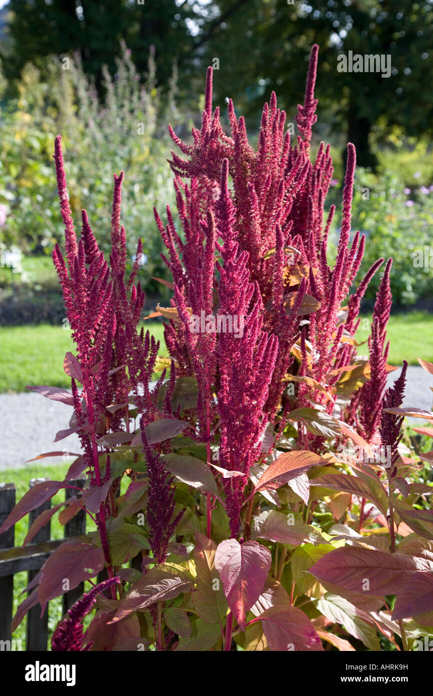 Commonly known as the Prince of Wales feather or Prince's feather Stock ...