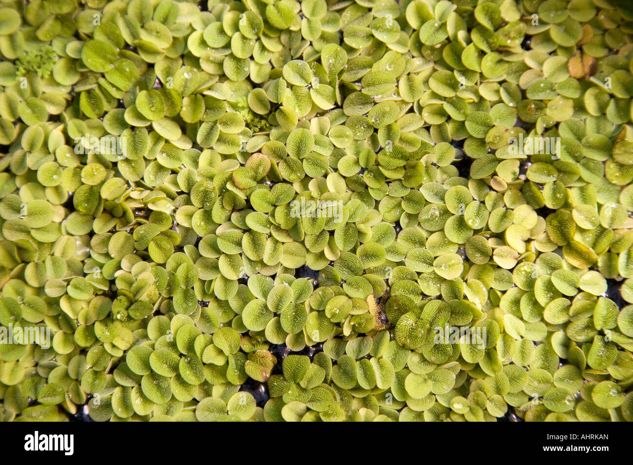 Water fern hi-res stock photography and images - Alamy