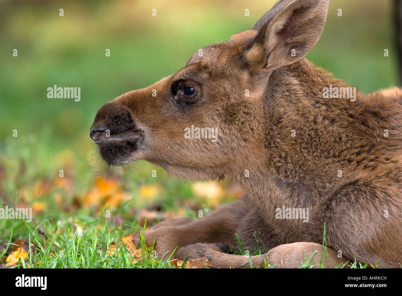 Moose (Alces alces Stock Photo - Alamy