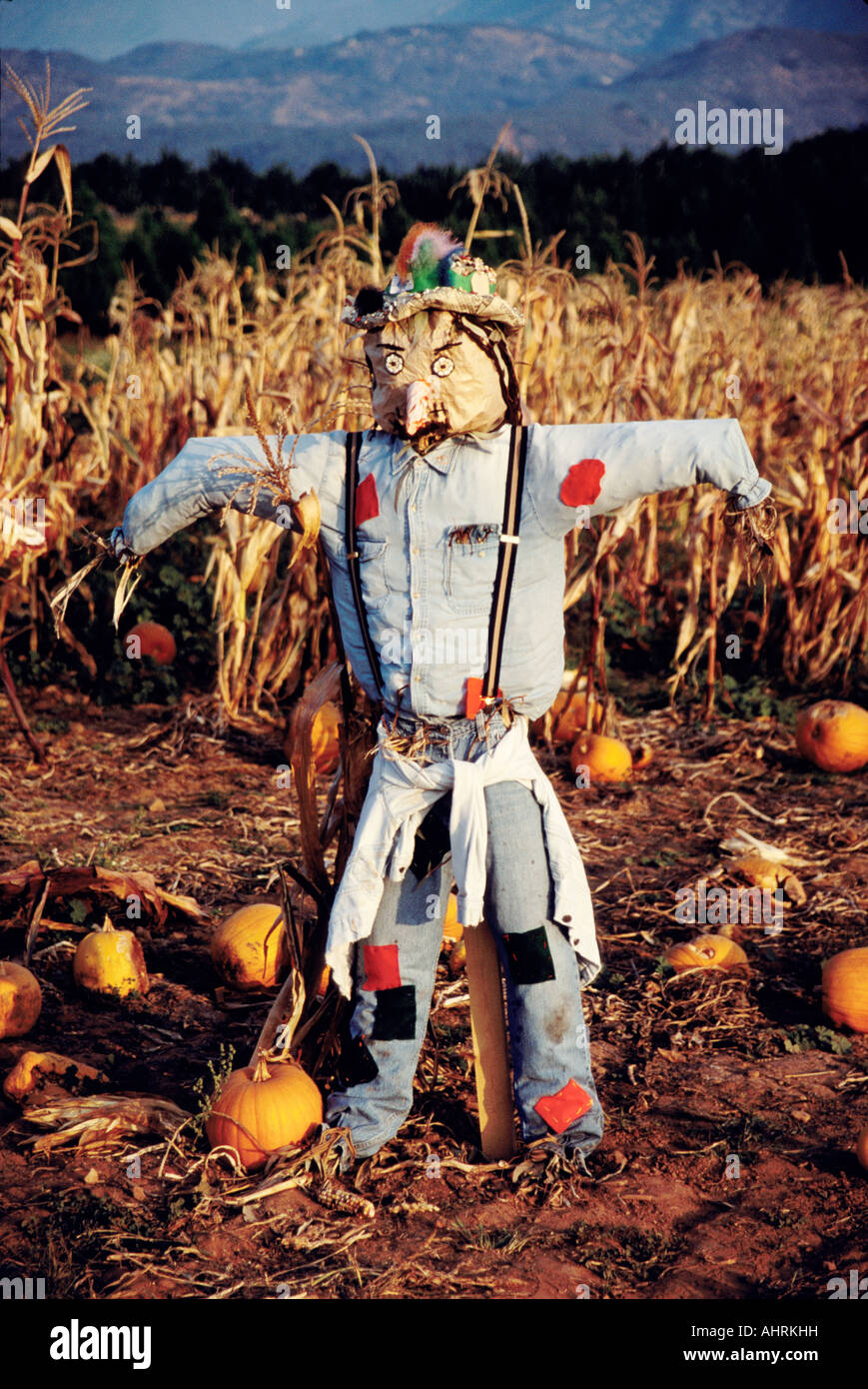 scarecrow in a pumpkin patch at sunset Stock Photo - Alamy