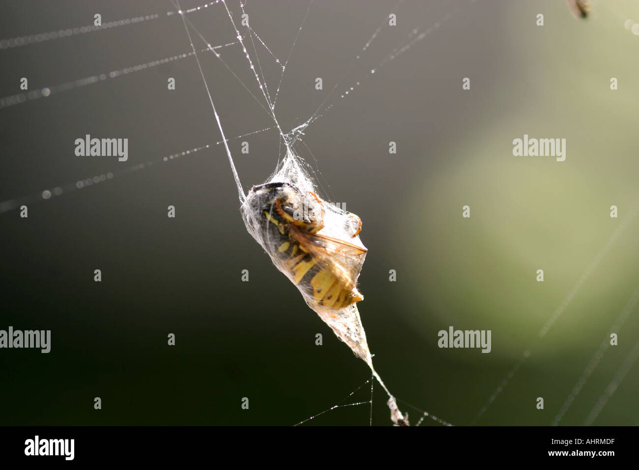 Spider lifecycle hi-res stock photography and images - Alamy