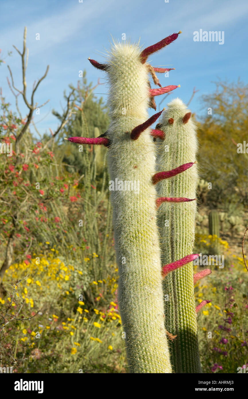 Large saguaro cactus and yellow flowers in Saguaro National Park West ...