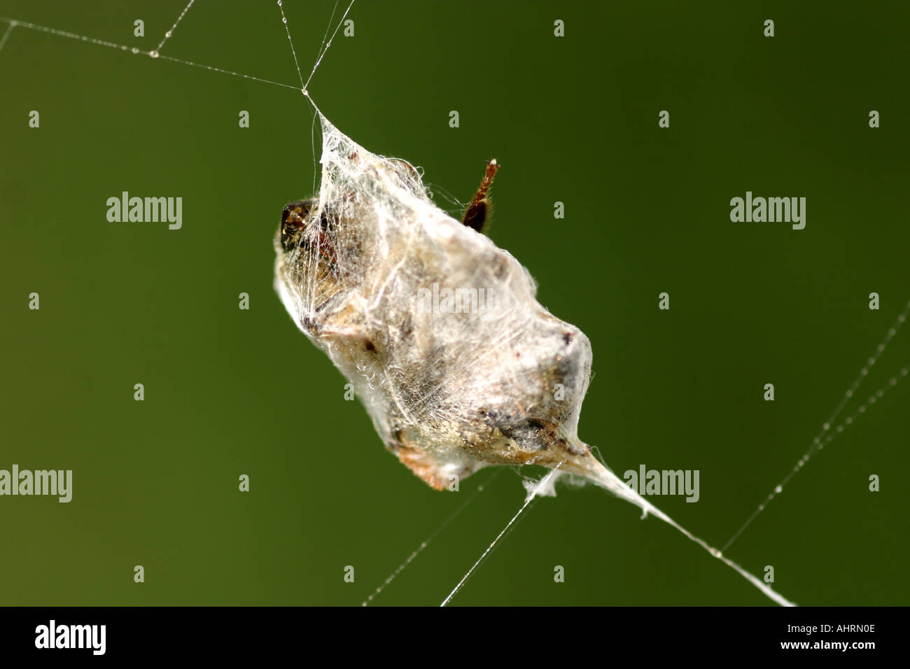 Spider lifecycle hi-res stock photography and images - Alamy