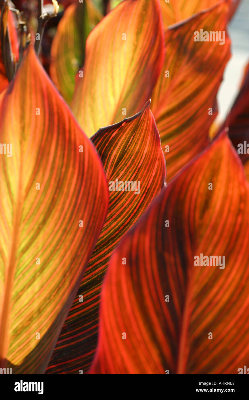 Orange red canna lily hi-res stock photography and images - Alamy