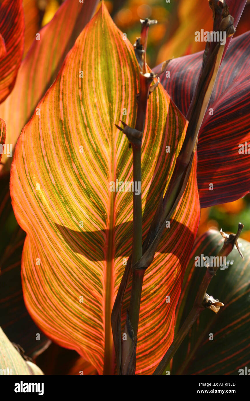Colourful Canna leaf structure at Buga 2005 Munich Muenchen Bavaria ...